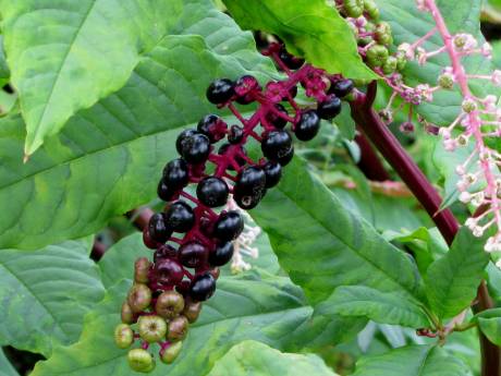 Elderberry vs Poke Berry Identification - Mother Earth Living